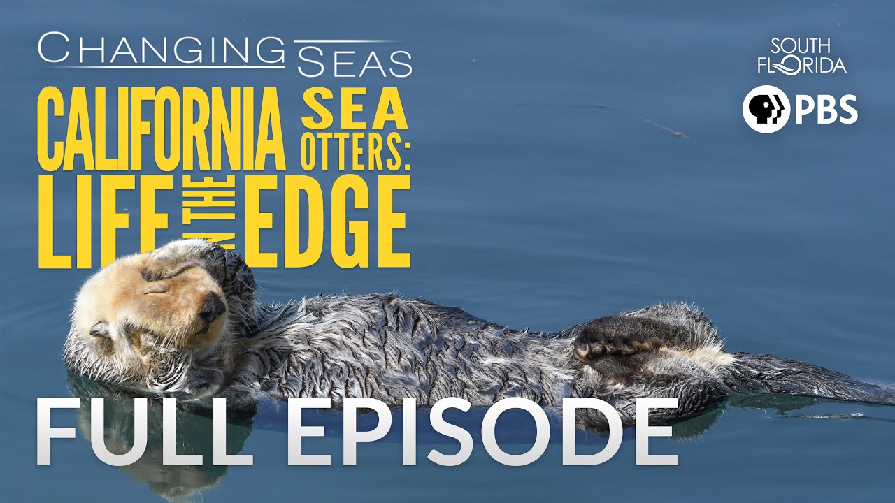 California Sea Otters: Life on the Edge | Changing Seas