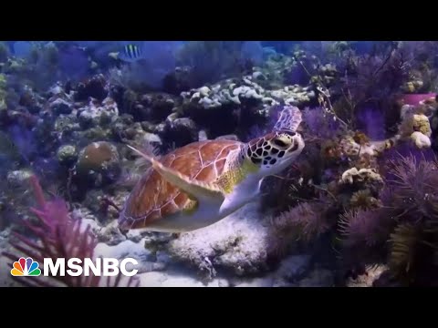 The ugly truth about warming ocean temperatures
