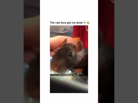 rats face got me dead #funny #memes #funnymemes