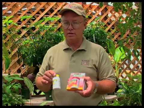 How To Propagate Your Favorite Houseplants
