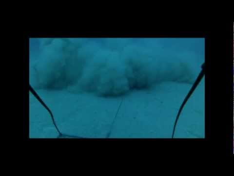 Tiger Shark vs dillie.wmv