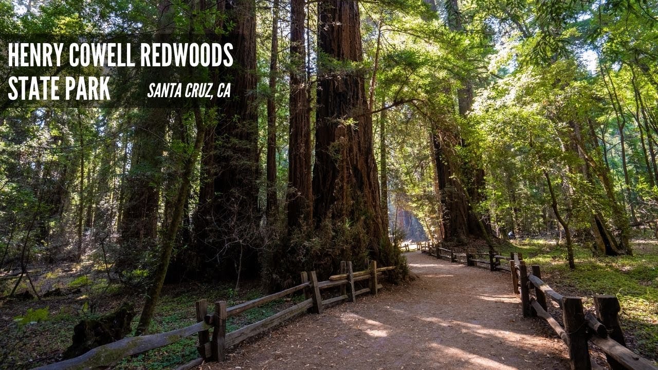 Henry Cowell Redwoods State Park Old Growth Trail