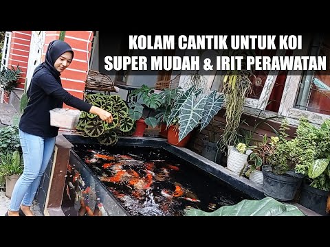 BONGKAR RAHASIA❗ KOLAM IKAN KOI MURAH MERIAH PERAWATANYA MUDAH IKAN KOINYA MELIMPAH❗❗