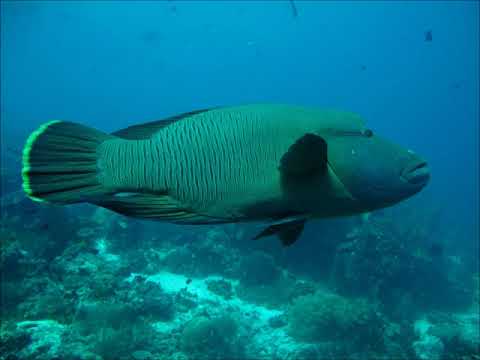 Raja Ampat - Papua Explorers Dive Resort