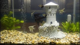 3D Printed Aquarium Decor Using Tevo Flash - The DIY Aquarium