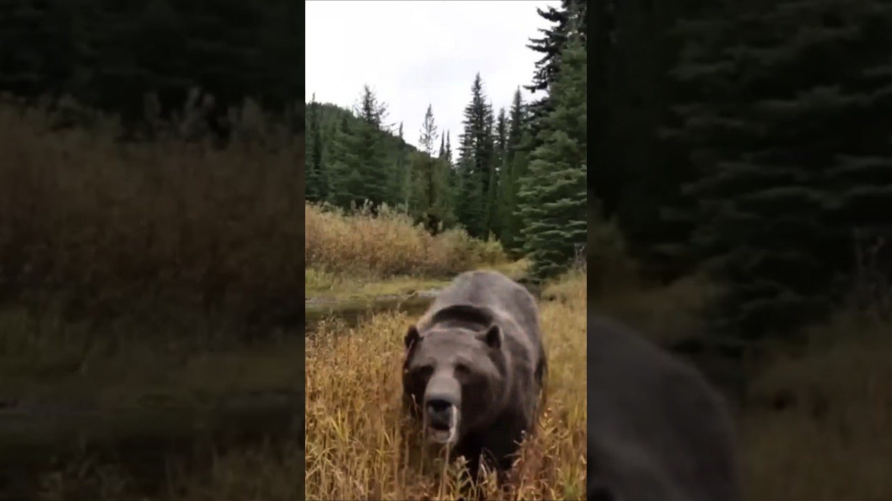 Just a normal bear, nothing to see here...