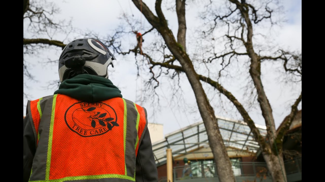 Sperry Tree Care Recruitment 2021