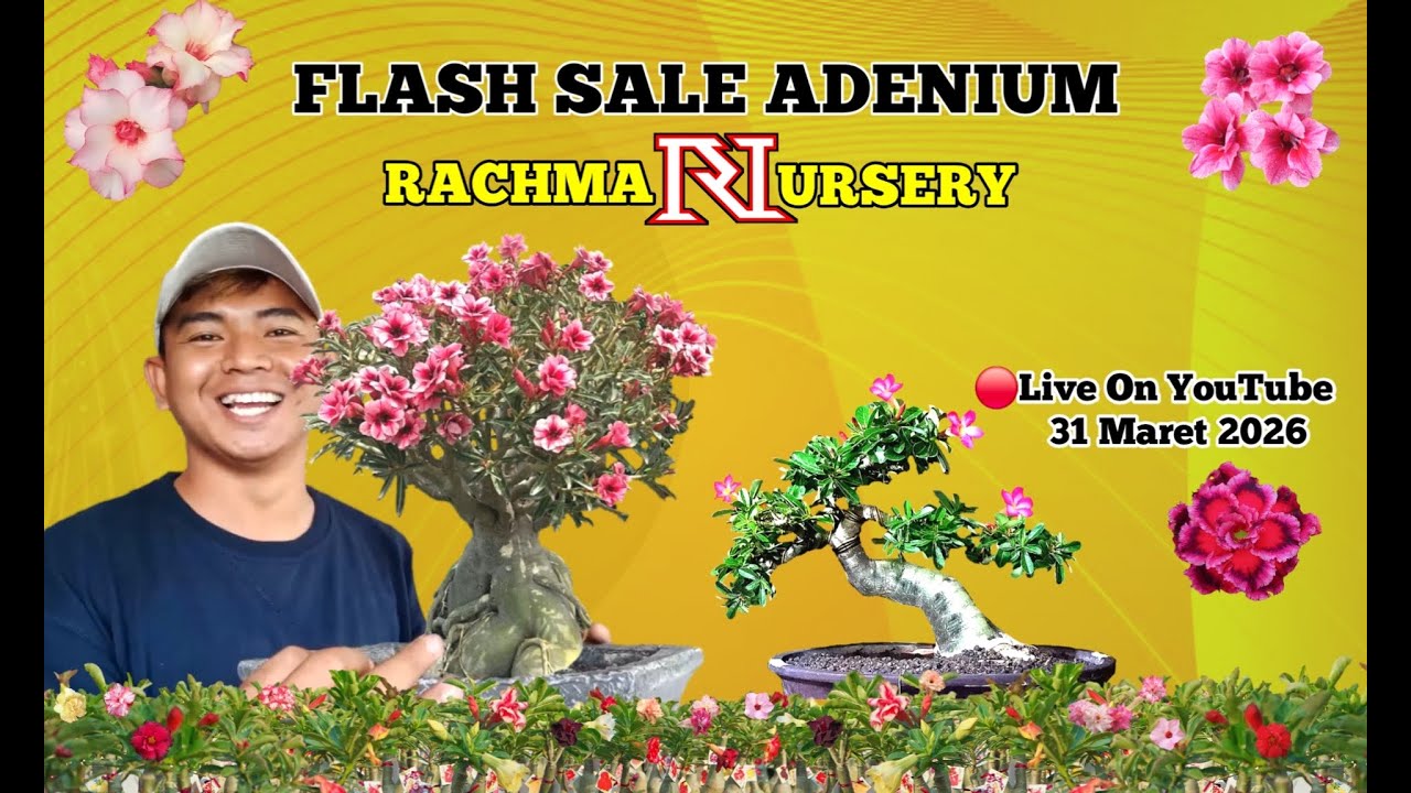 🔴 Live Flash Sale Adenium Bunga Tumpuk Dan Karakter (31 Maret 2026)#rachmannursery #adenium