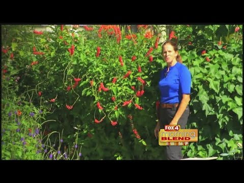 Garden Go-To's