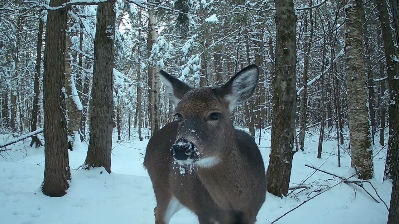 Deer in the Winter Forest | 4K UHD