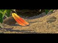 A Bug S Life 1998 Bird Attack Watch HD Mp4 Video Download Free
