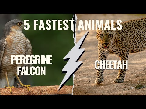 The Fastest Living Animals In The World | 5 Fastest Animals