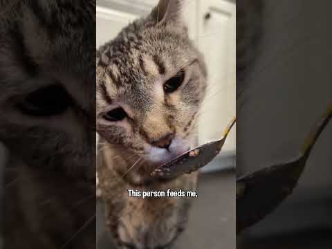 The Truth About Dogs And Cats 😂 #bernesemountaindog #dogvideo #catvideo #cuteanimals