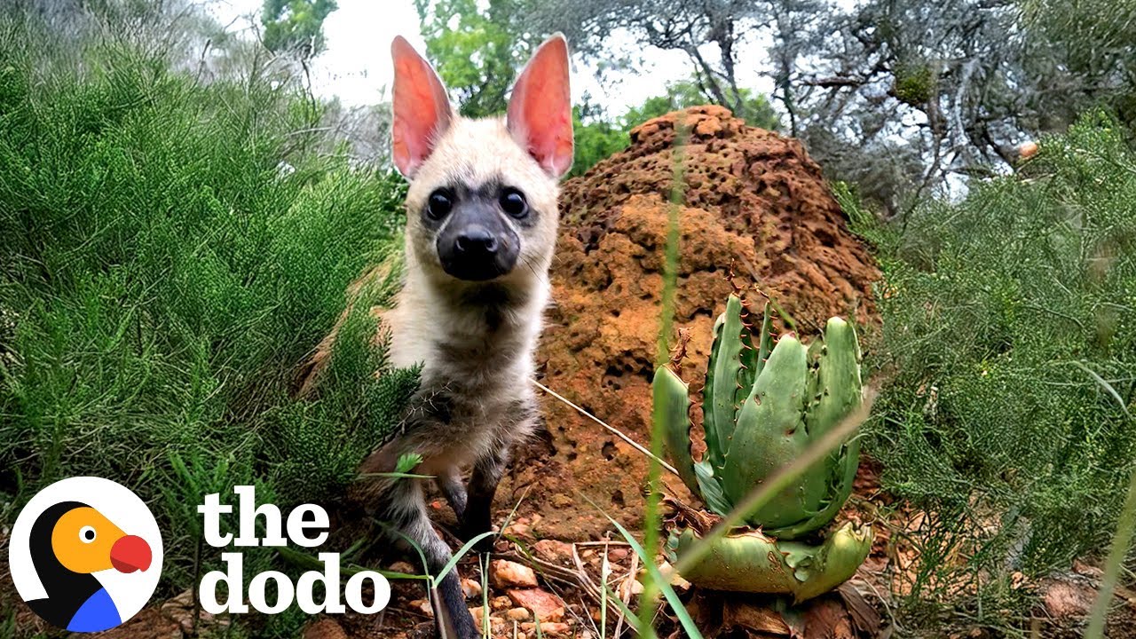 Tiny Aardwolf Cub Thanked Rescuer After Being Released Into Wild | The Dodo
