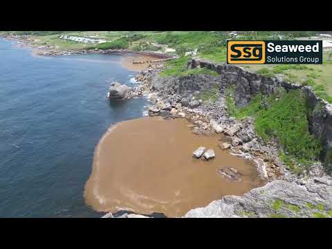 Caribbean Island Sargassum surge 2024