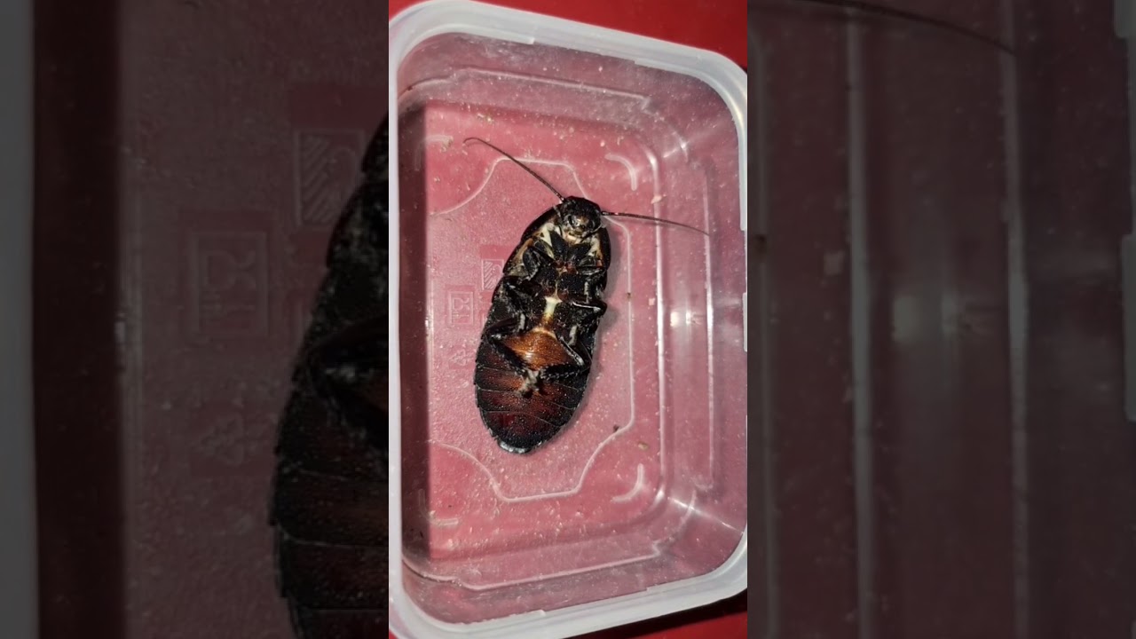 Frozen Cockroach Back From The Dead