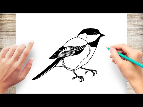 How to Draw A Chickadee Bird Step by Step – I'm Youtuber – Follow my ...