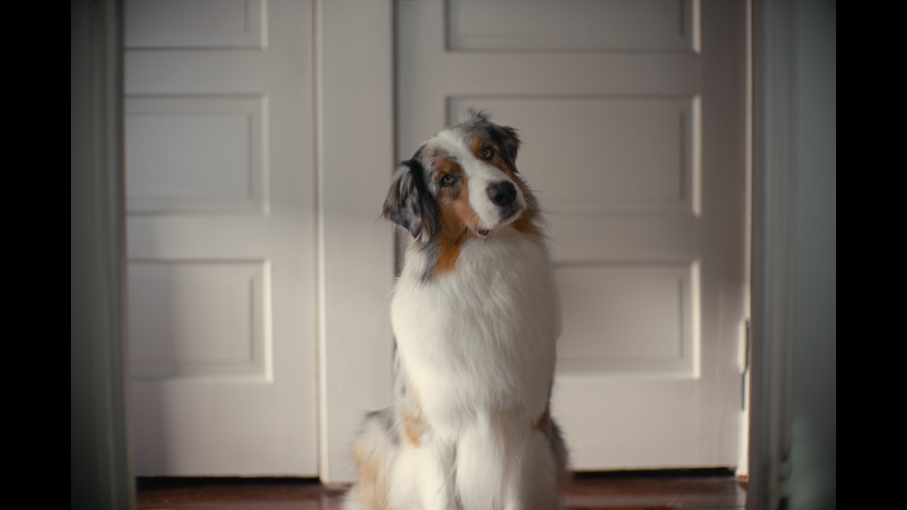 The Answer | Chewy Commercial