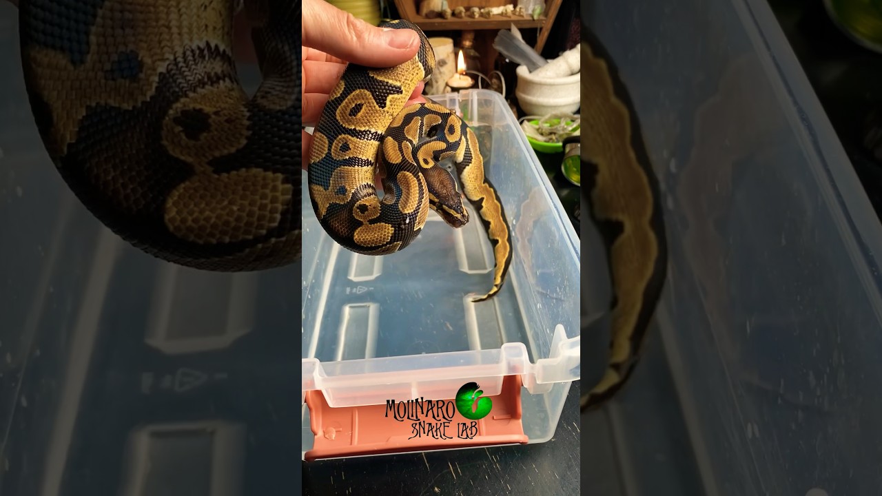 Shipping snakes! #snakebreeding #molinarosnakelab #diy #royalpython #ballpython #shorts #python #pet