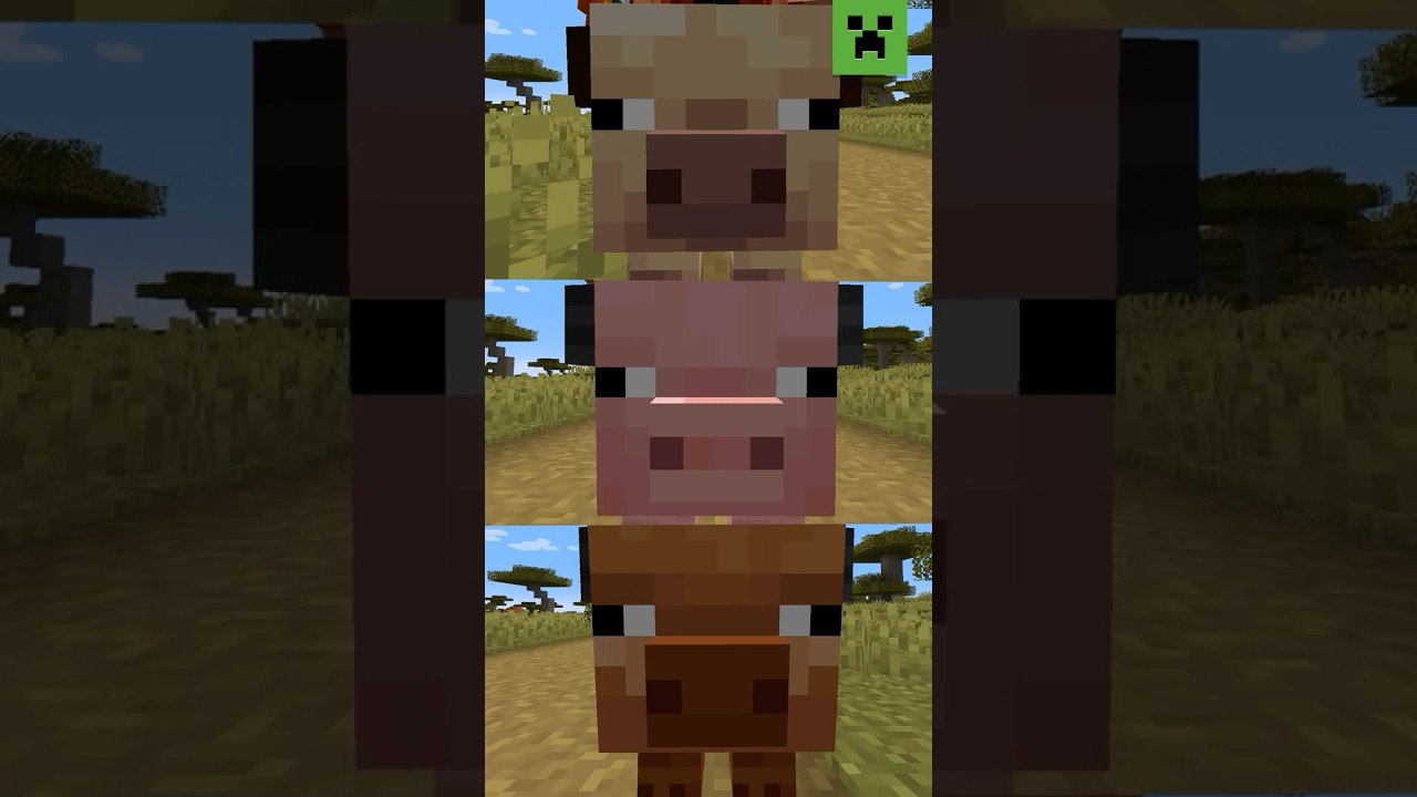 READY, SET....OINK! 🐷