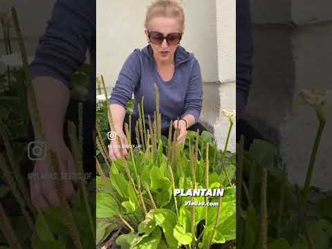 HEALING PLANTS - Plantain