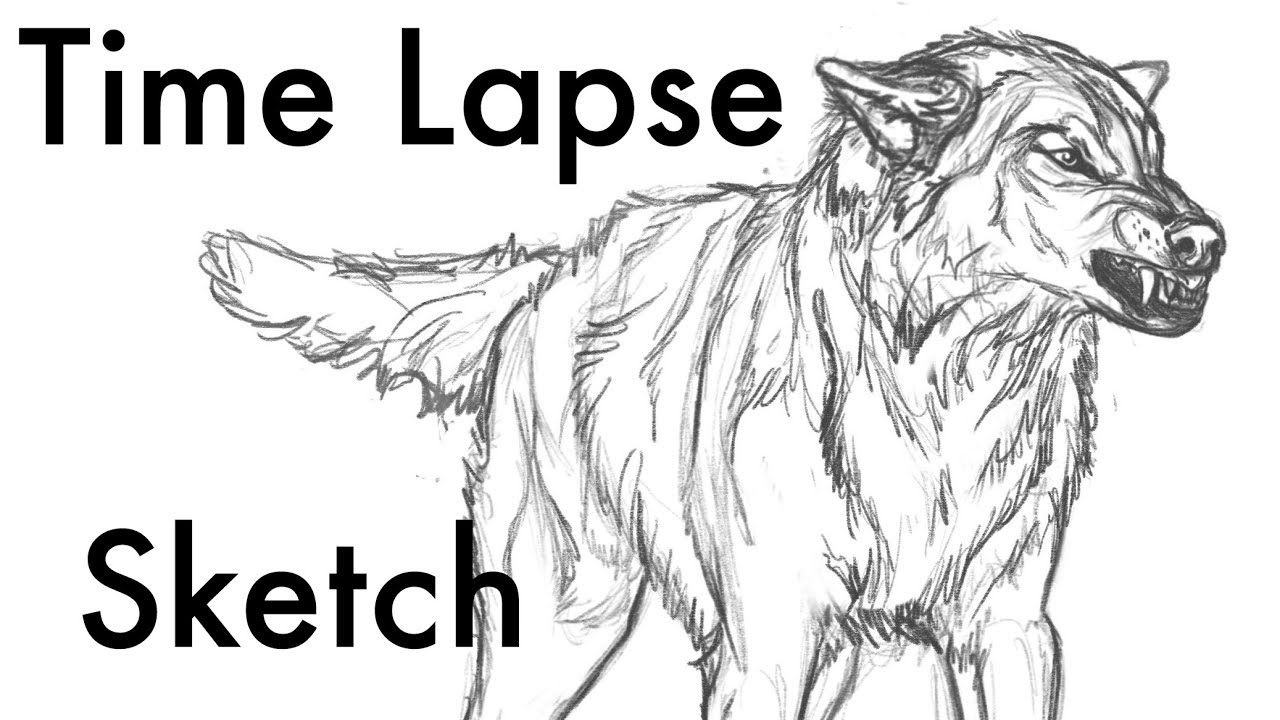 Snarling Wolf Time Lapse Sketch