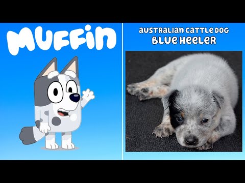 130 Bluey Characters! (EVERY DOG BREED inspiration for Bluey season 1,2 and 3 in REAL LIFE)