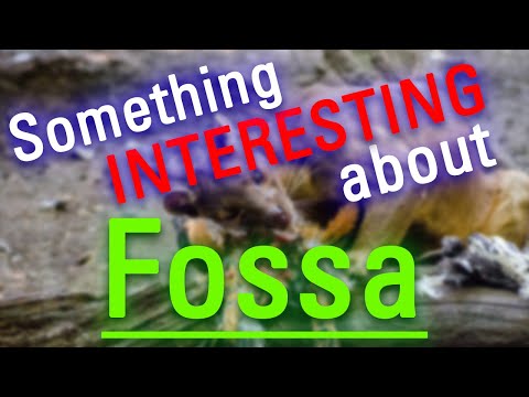 How to Say Fossa in English? | What is Fossa? | How Does Fossa Look?