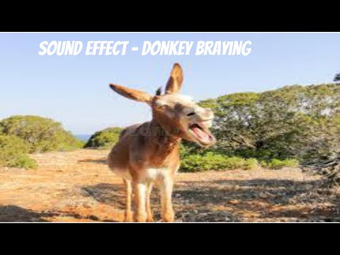 Sound Effect - Donkey Braying