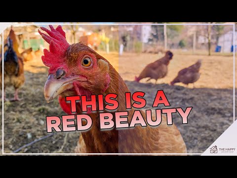 The New Hampshire Chicken