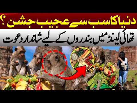 Thailandβs Unique Celebration: The Monkey Buffet Festival β A Royal Feast for Monkeys!