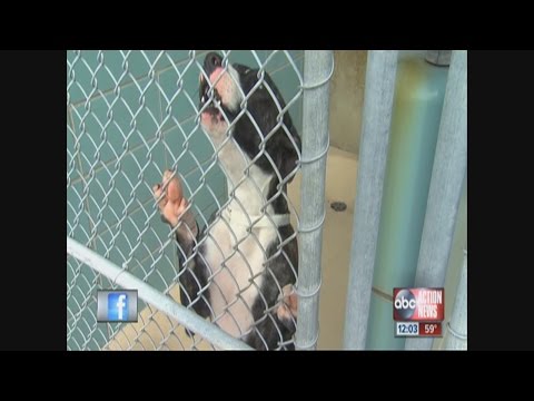 Hillsborough Co. Animal Shelter infested with termites.
