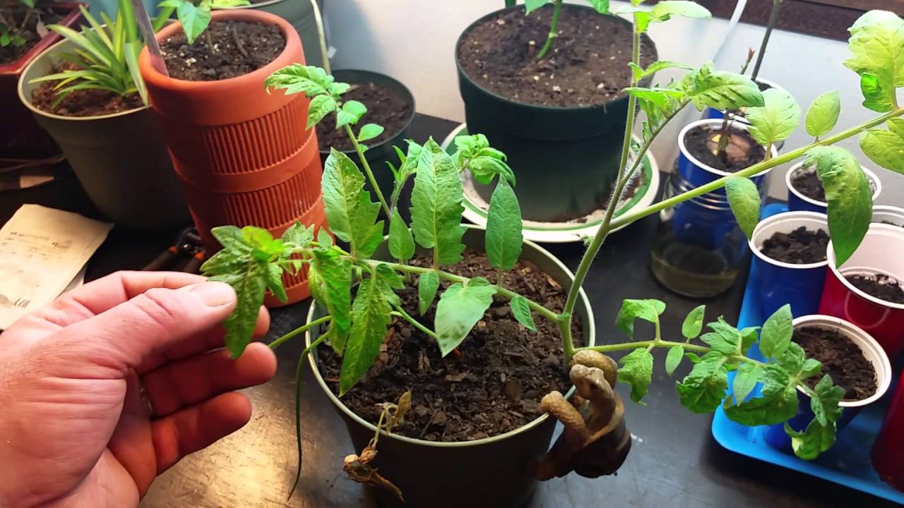 First lady tomato update