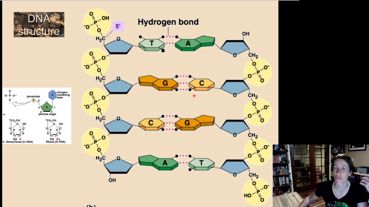 Understanding the Structure of DNA: Base Pairing and Strands | Galaxy.ai