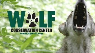 Wolf Conservation Center Inc - GuideStar Profile