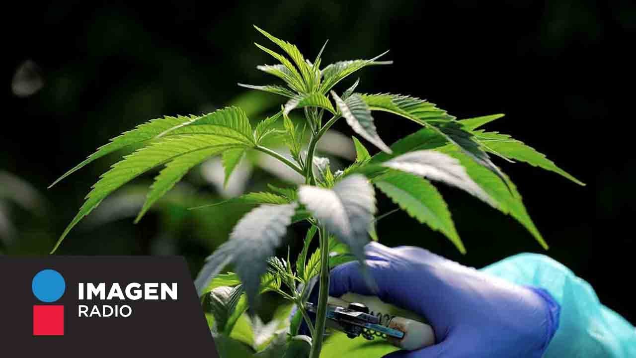 Beneficios de la regulación del uso medicinal del cannabis en México | Bien y Saludable