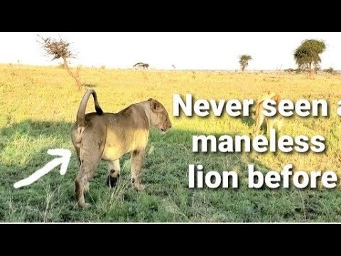 MALE LION WITHOUT THE MANE 😳 | SERNGETI TURNER LION PRIDE