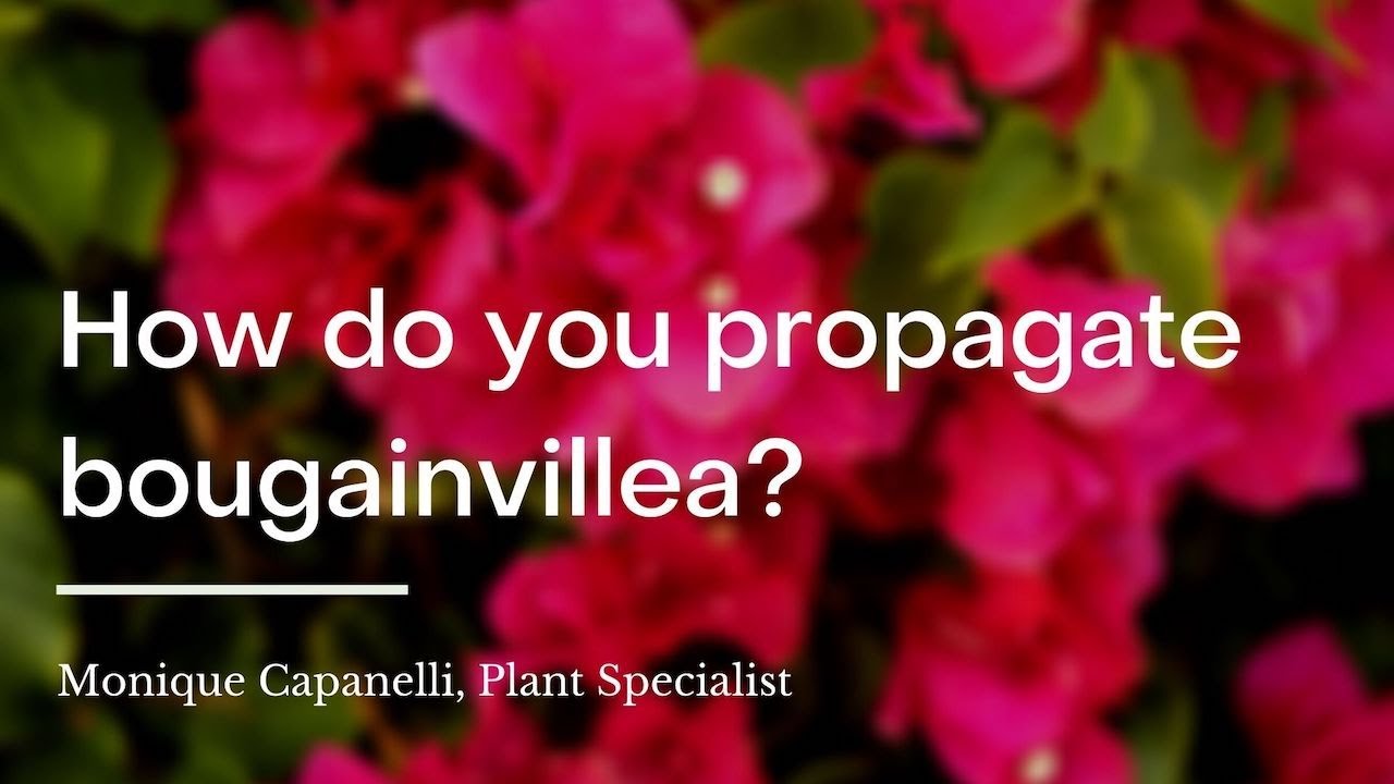 How do you propagate bougainvillea? | wikiHow Asks a Plant Specialist