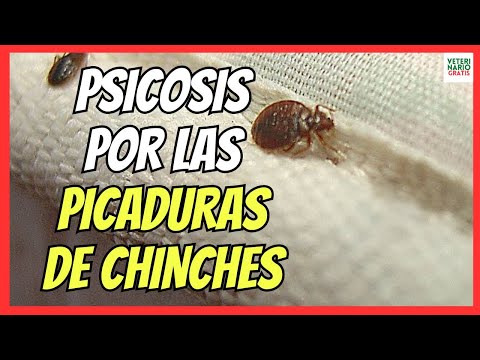 🆘 PSYCHOSIS DUE TO BED BUG BITES IN SPAIN 🆘 HOW TO ELIMINATE THEM?
