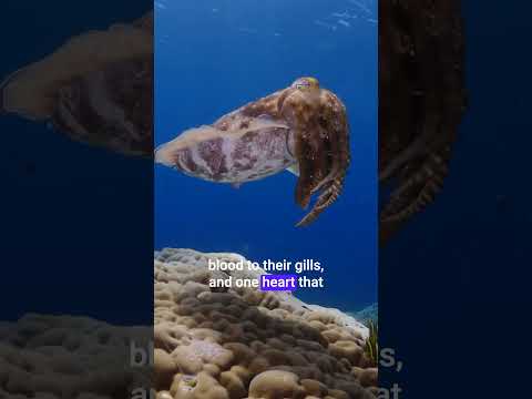 The Ocean Files | Did You Know Cuttlefish…