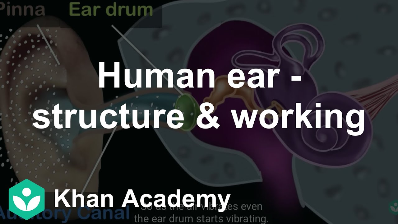 Human ear - structure & working | Sound | Class 9 | Physics | Khan Academy