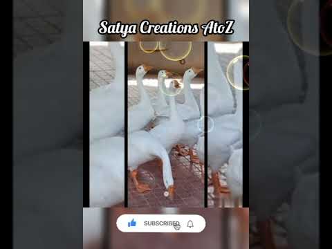 white saxony duck