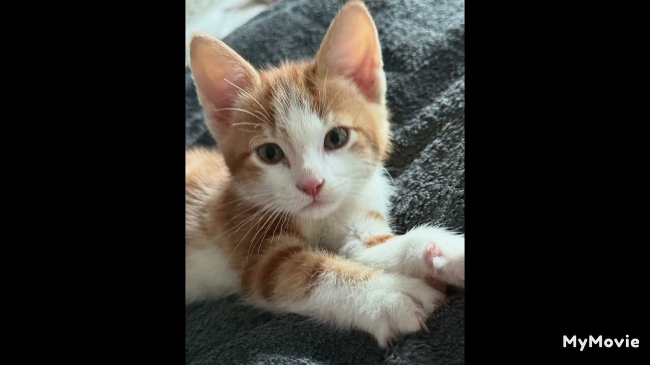 KITTENS CATS WALLPAPERS  VIDEO  14  #wallpapers  #cats  #kitten  #inspirefunandhandworkadventuretool