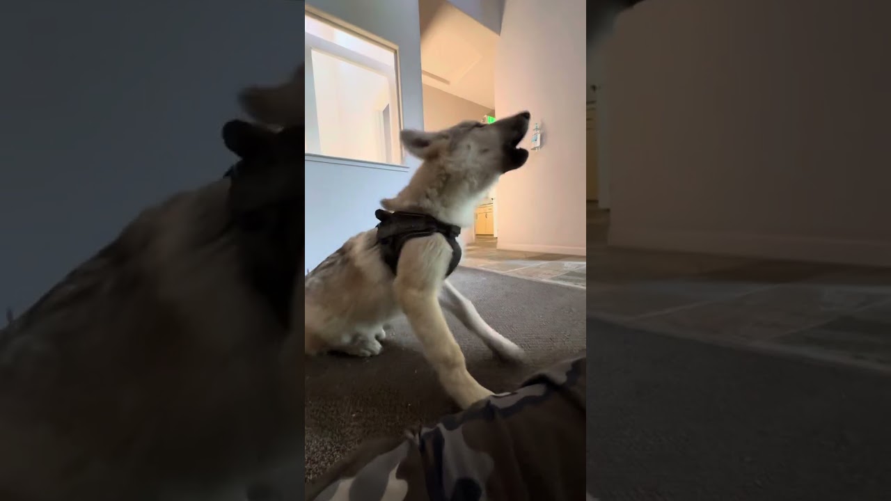 A Conversation with a Wolf Pup