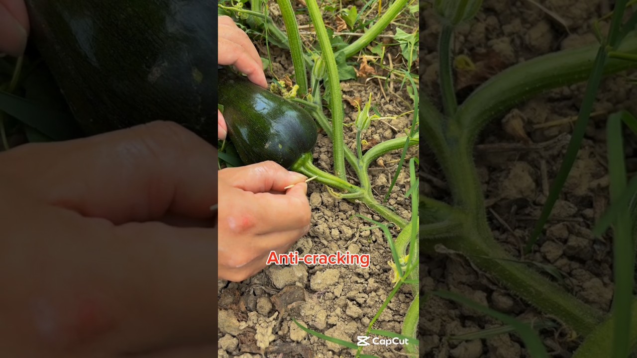 Tips to increase pumpkin yields #smartfarming #organicfarming #gardeningtips