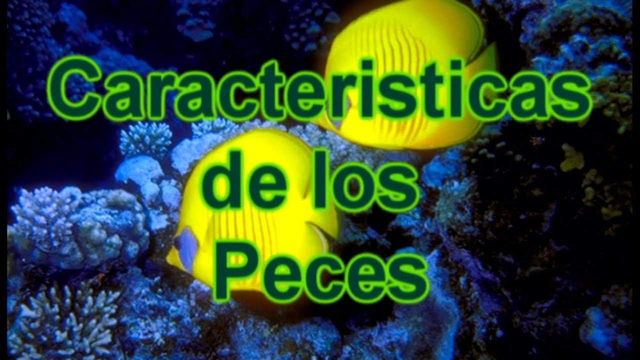 Los Peces - Características de los Peces - Documental de Biología