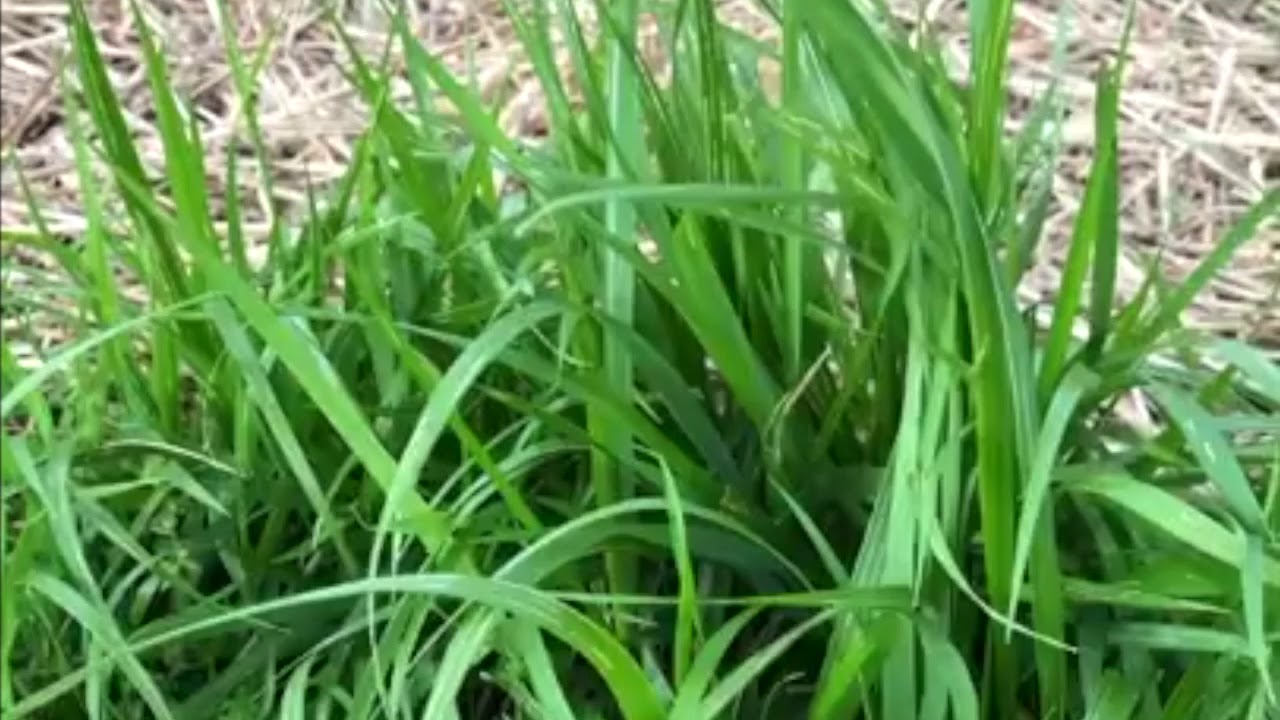 Sweet Grass identification & fun facts
