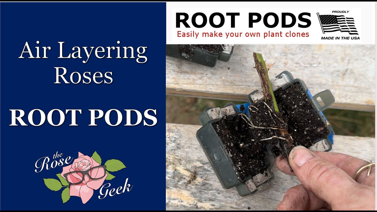 🌹 How to Use Root Pods to Propagate Roses / Air Layering Roses