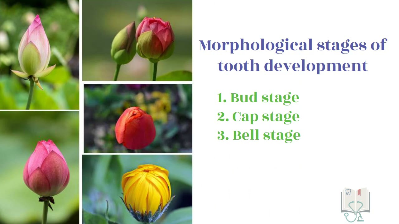 Understanding the Bud Stage in Tooth Development | Galaxy.ai