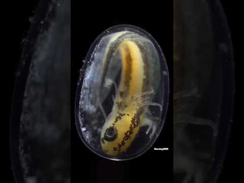 Cell Differentiation😲😲||Biology|| #shorts